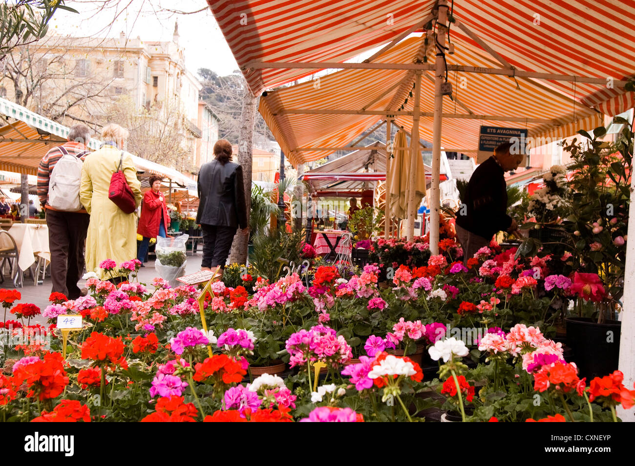 France Flower Famous Flower