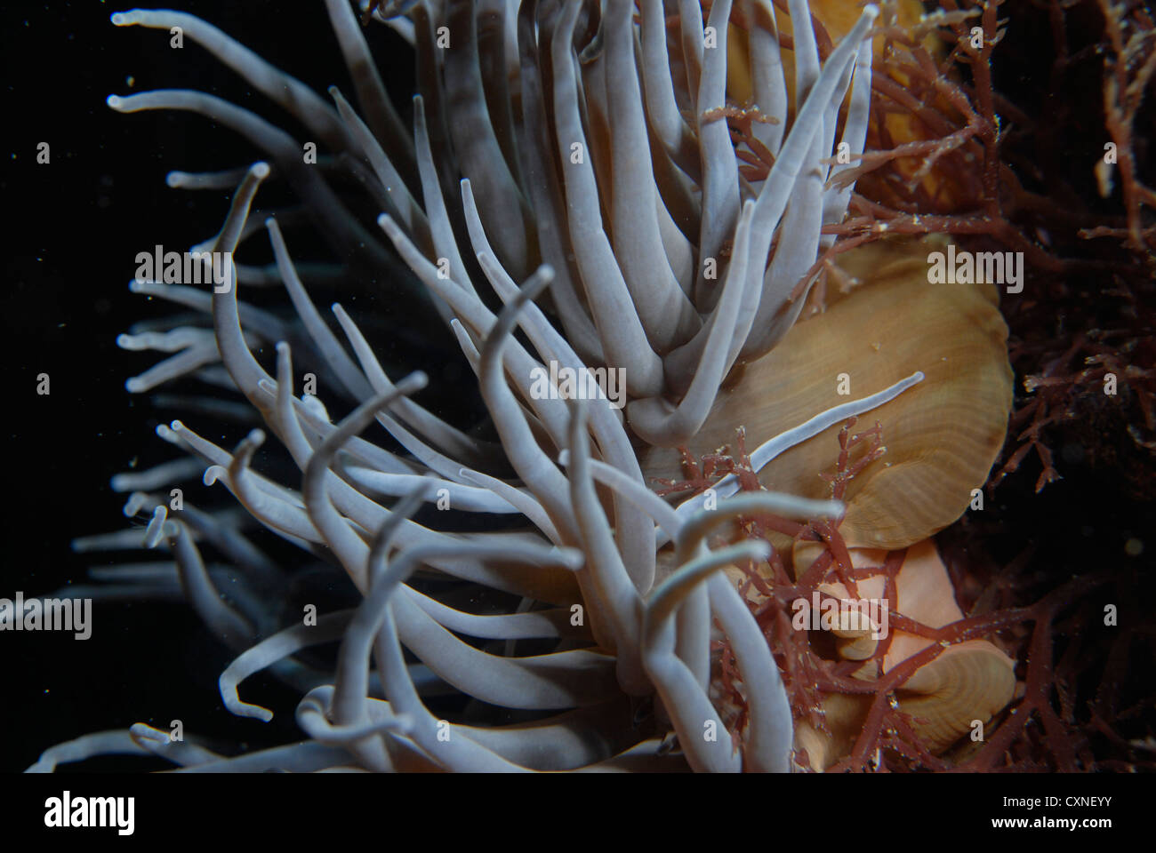 Large Snakelocks Anemone (Anemonia viridis) and surrounding plants ...