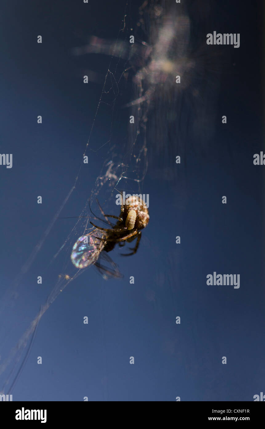 Spider, Insect and Parasite in web, from a low angled perspective ...