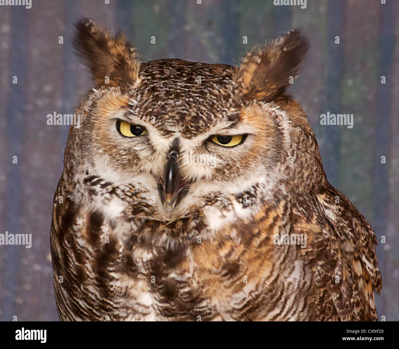 portrait of an eagle owl Stock Photo - Alamy