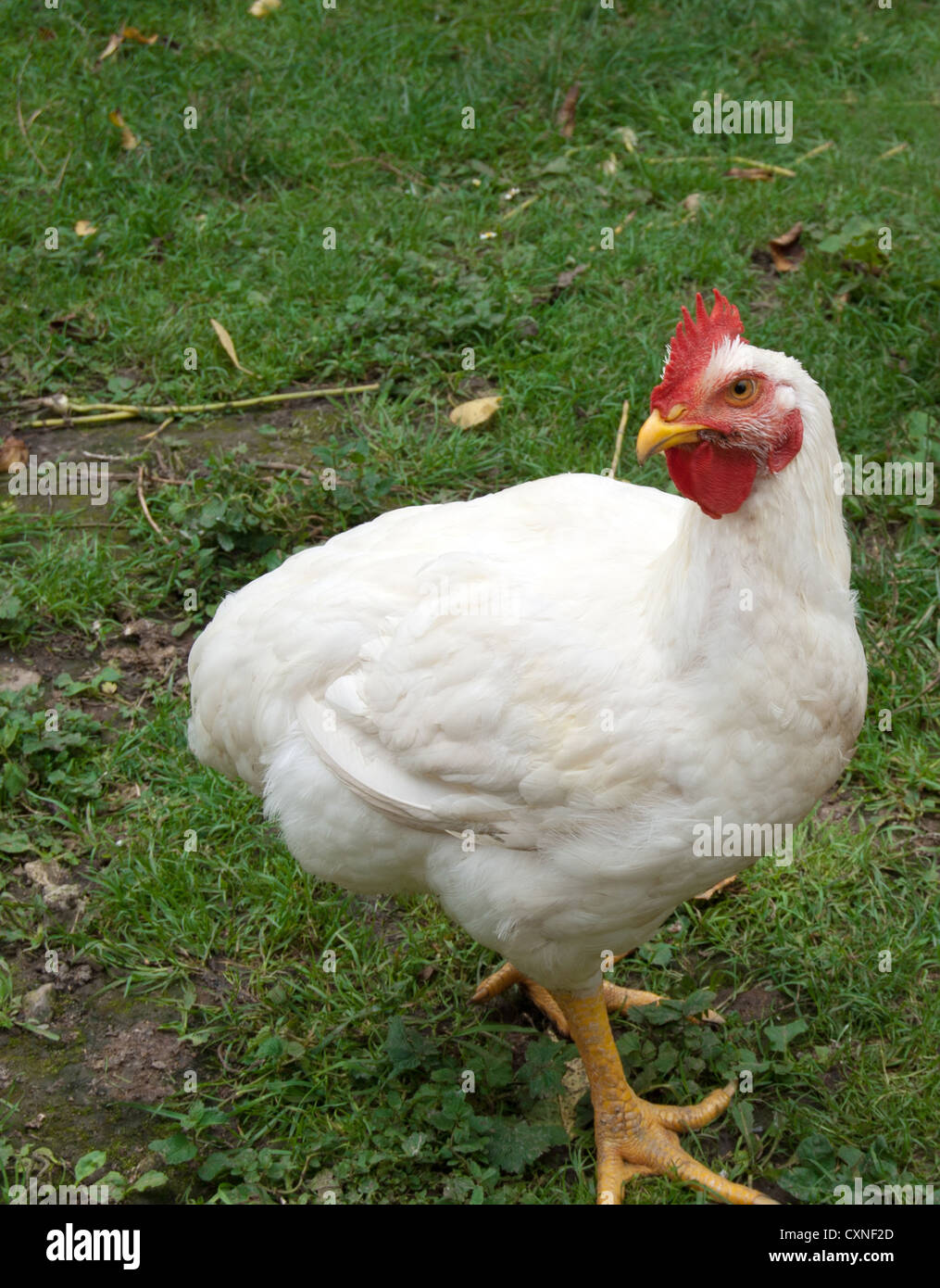 white chicken that is walking along on the grass Stock Photo - Alamy