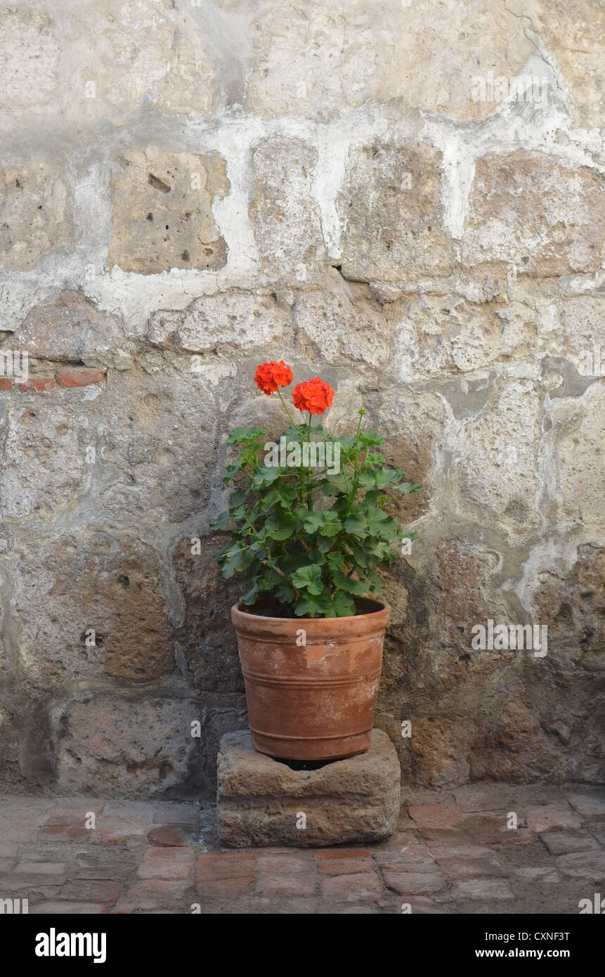 Red rose flower pot hi-res stock photography and images - Alamy