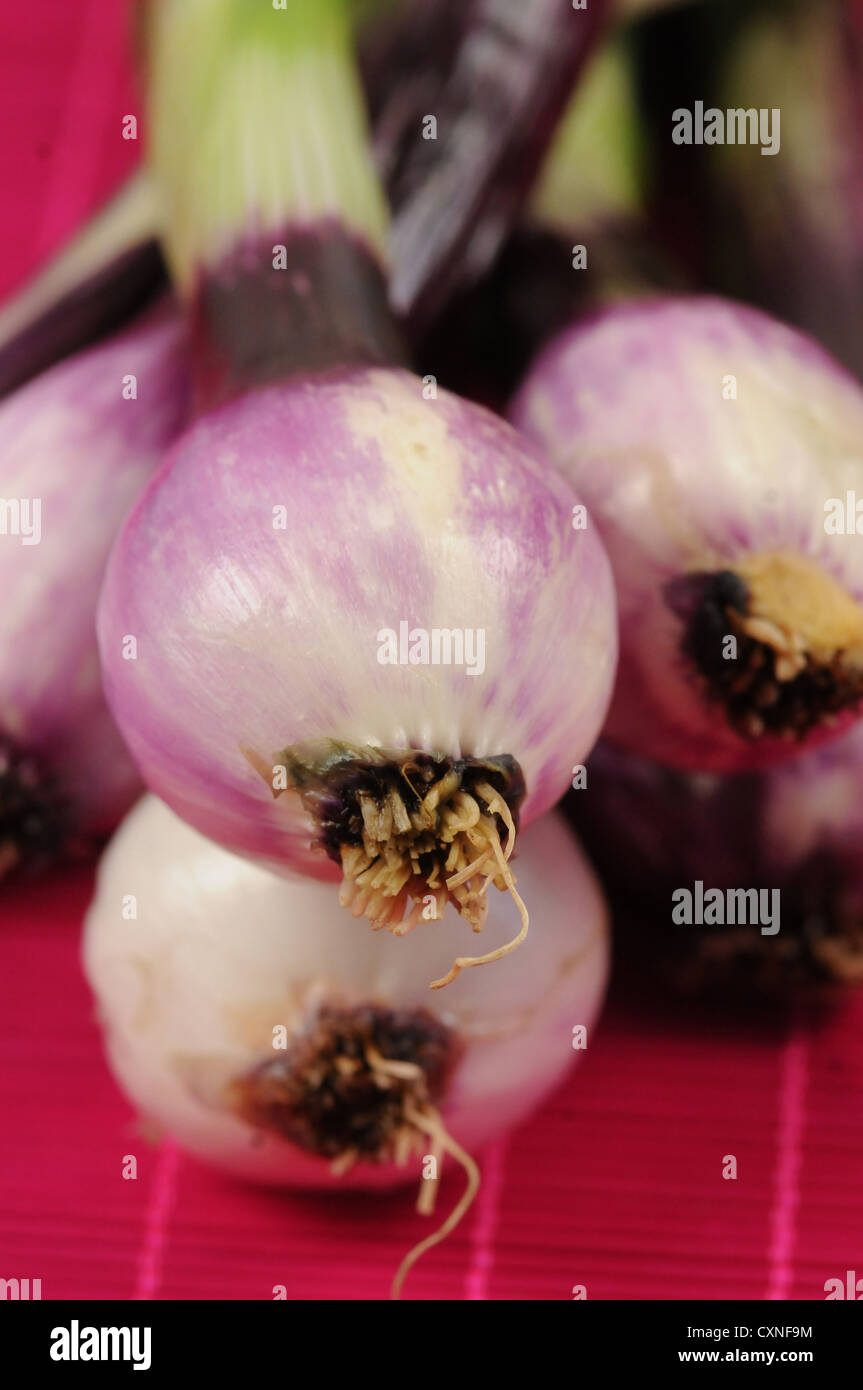 Red spring onion Stock Photo - Alamy