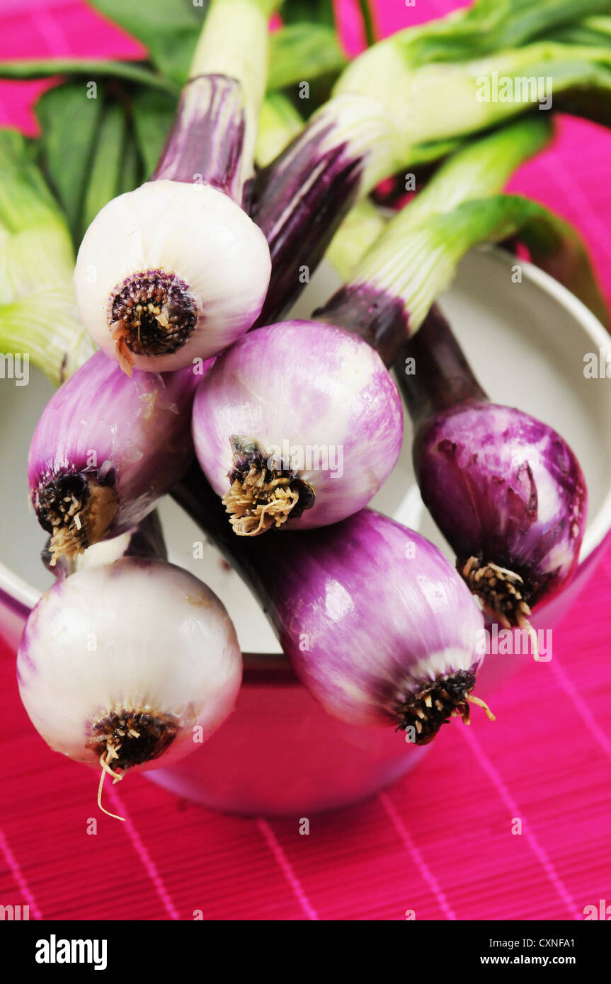 Red spring onion Stock Photo - Alamy