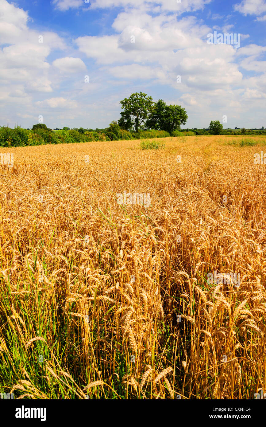 crops growing in a field Stock Photo - Alamy