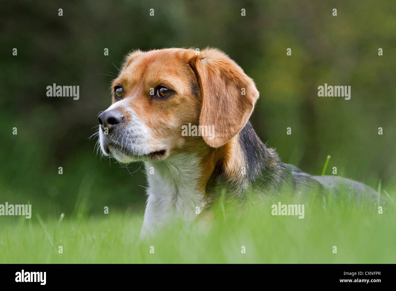 Beagle hi-res stock photography and images - Alamy