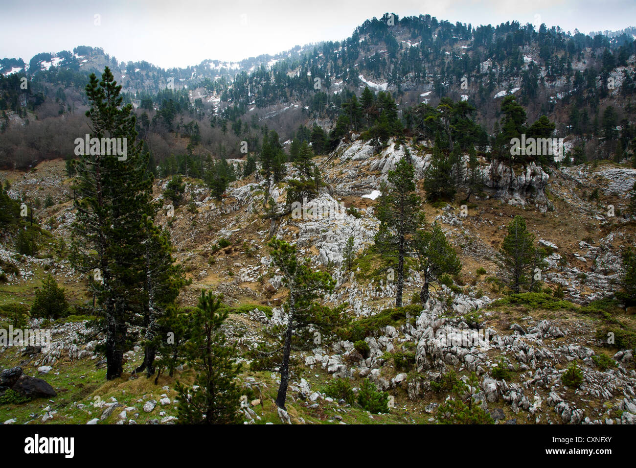 Mountain pine trees (Pinus uncinata). Larra Massif. Roncal Valley ...