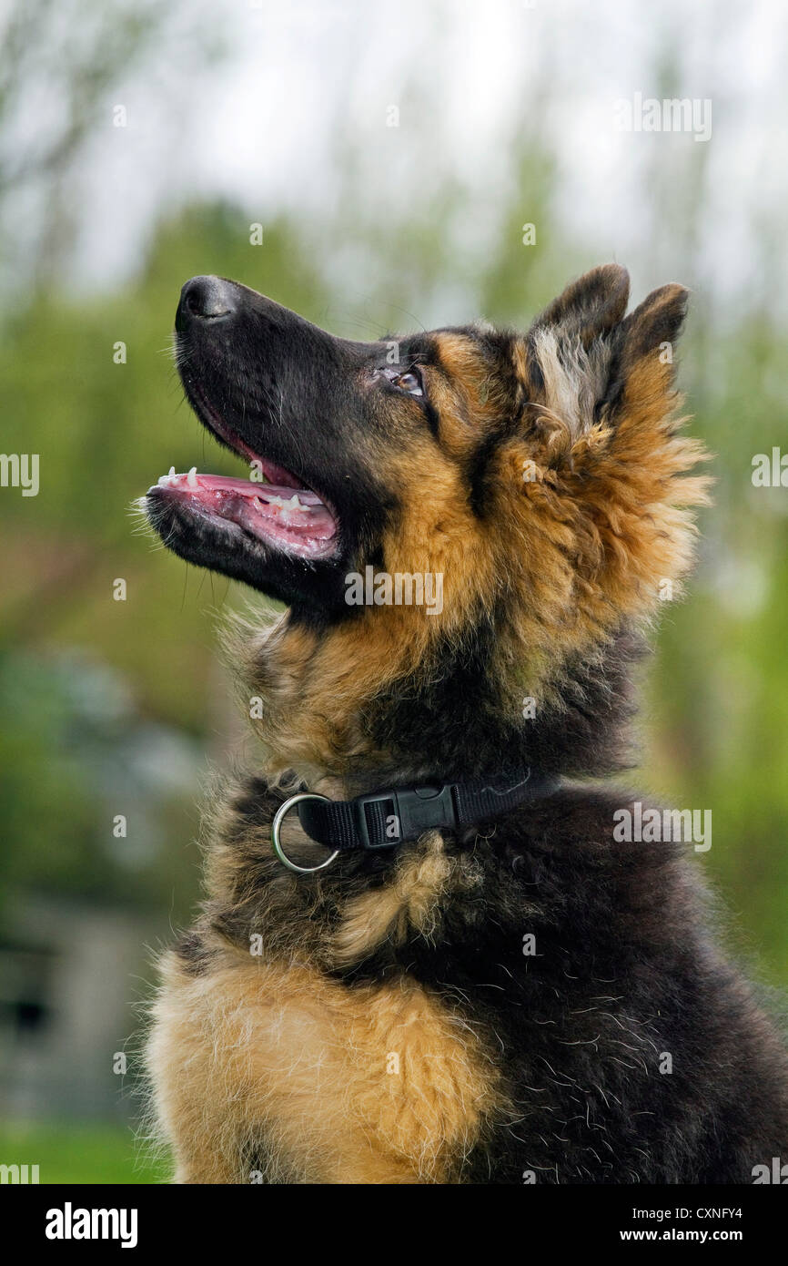 German shepherd dog (Canis lupus familiaris) puppy in garden Stock ...