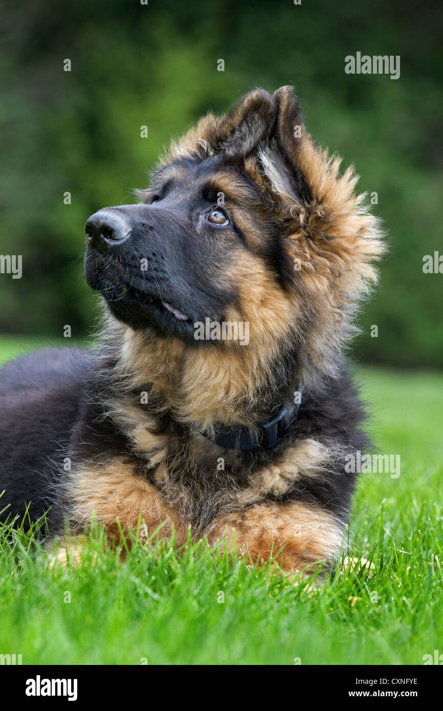 German shepherd dog (Canis lupus familiaris) puppy in garden Stock ...