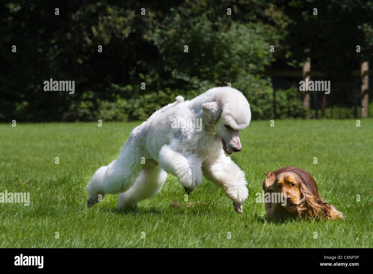 White standard poodle (Canis lupus familiaris) playing with English ...