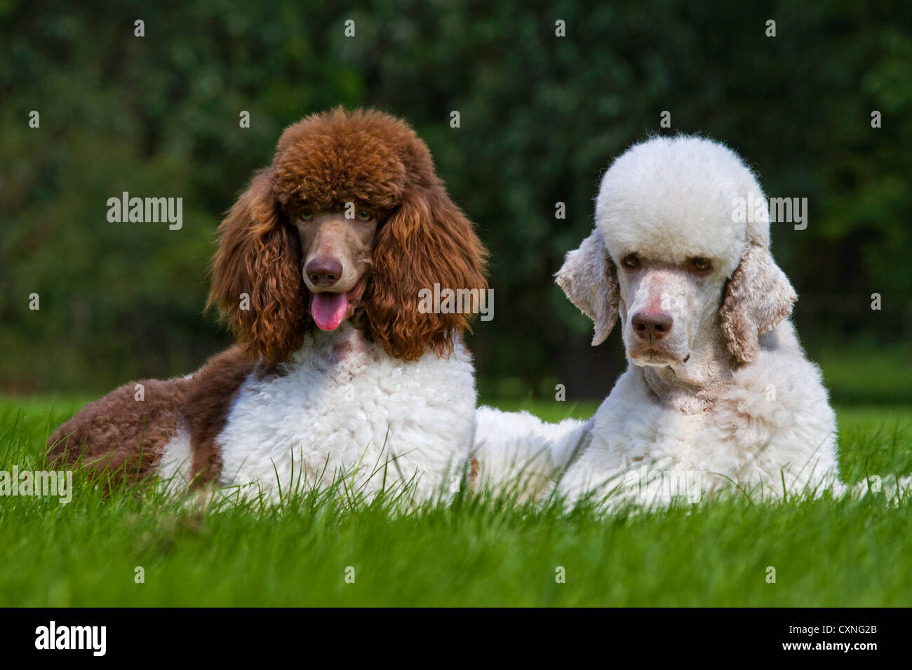 Harlequin and standard poodles (Canis lupus familiaris) in garden Stock ...