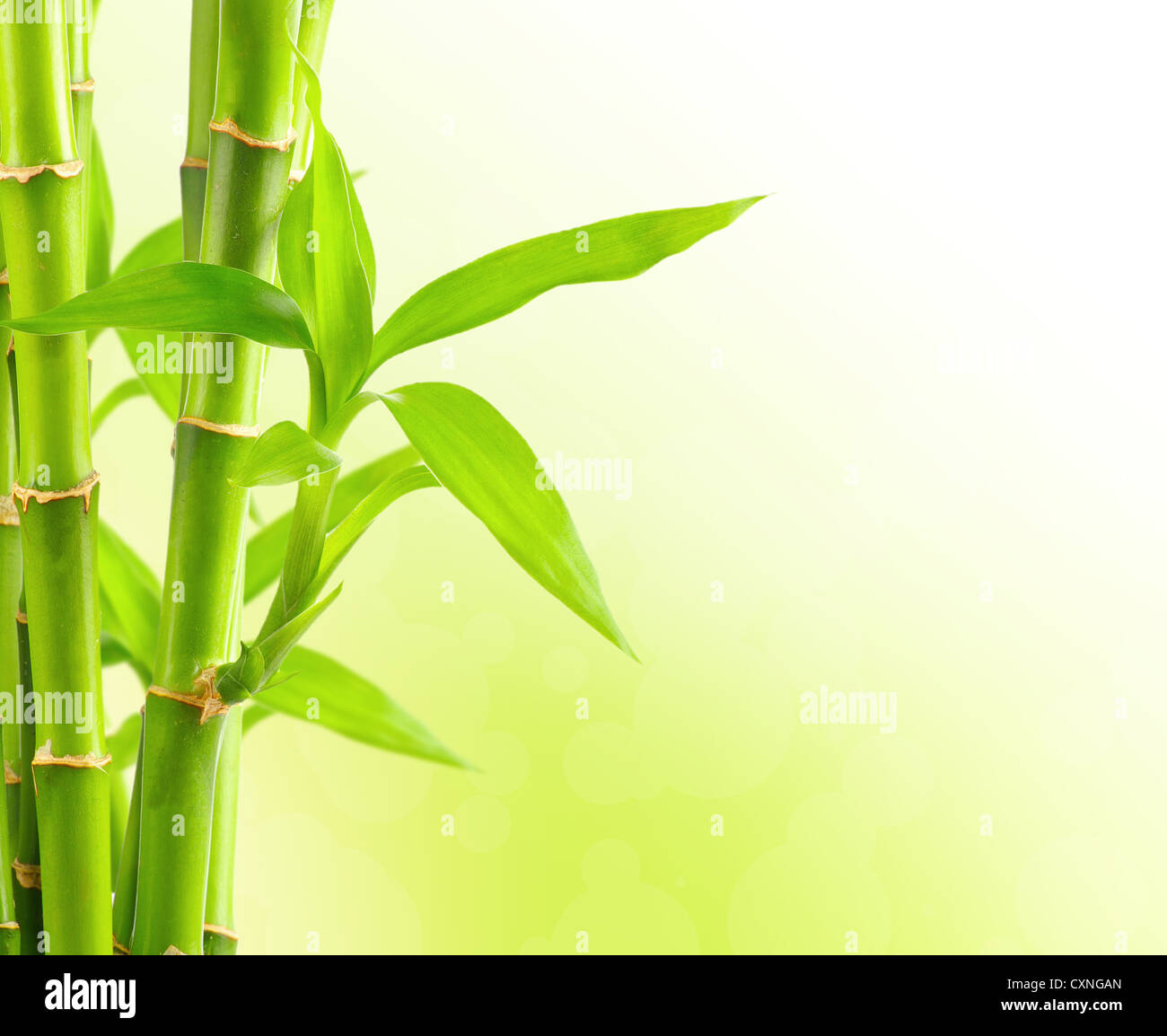 Bamboo background with copy space Stock Photo - Alamy