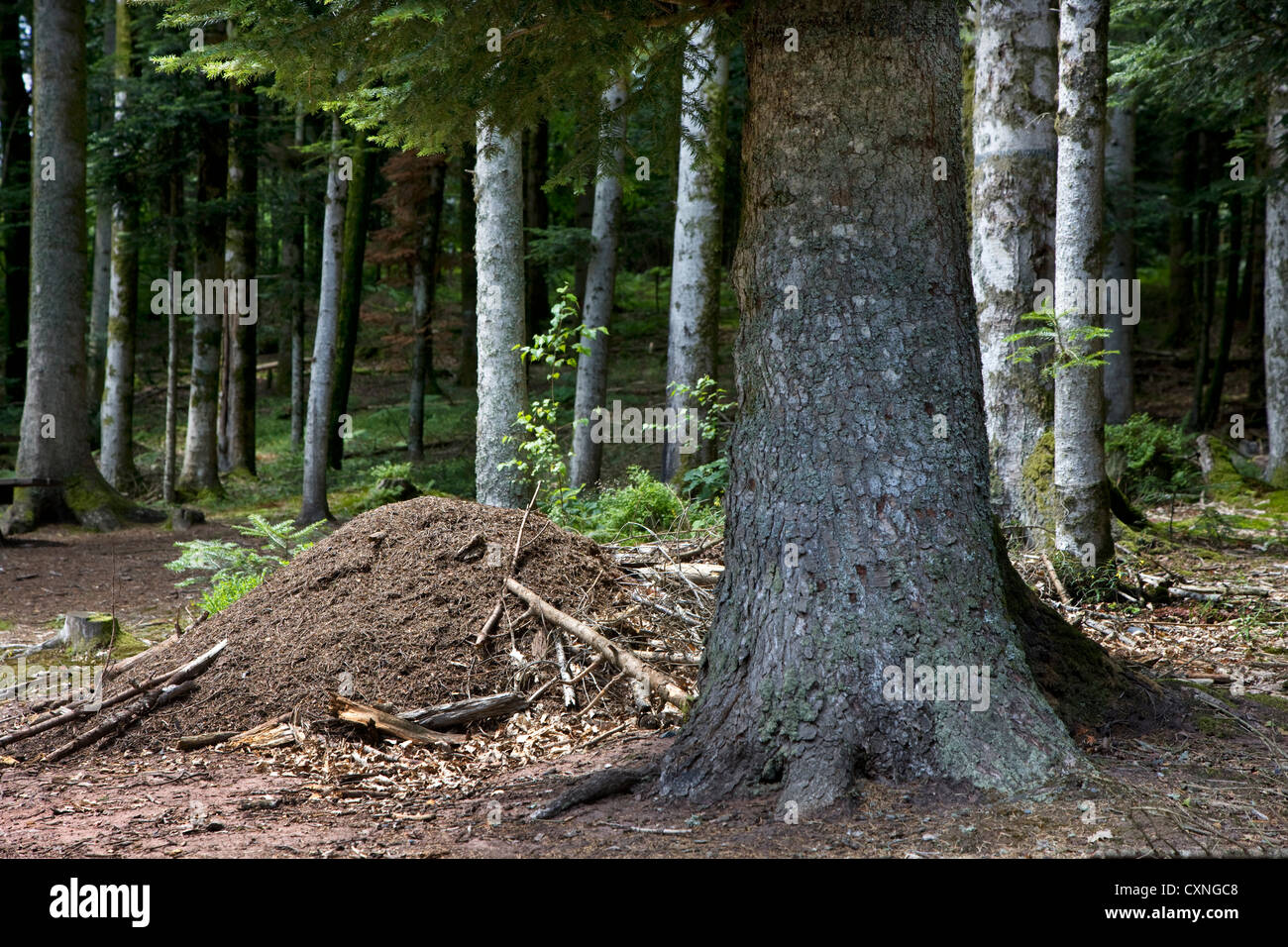 Anthill of southern wood ants / horse ants (Formica rufa) in forest ...