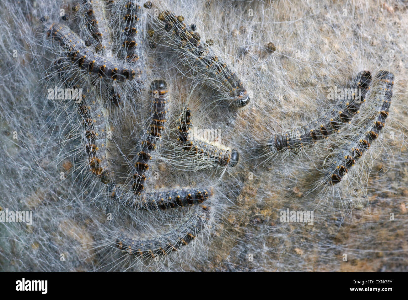 Nest of Oak Processionary caterpillars (Thaumetopoea processionea) on ...