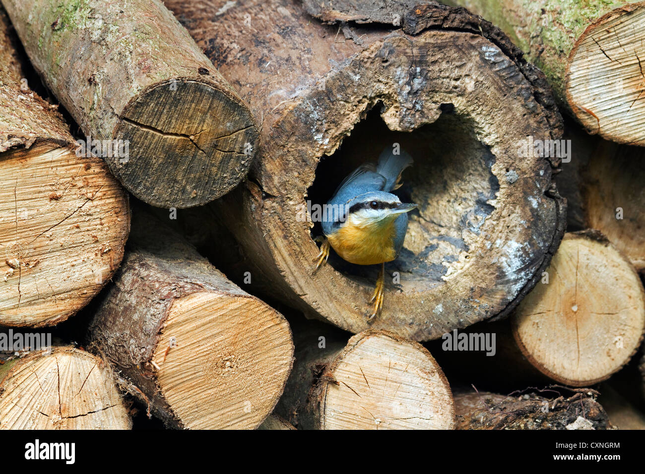 Eurasian nuthatch (Sitta europaea) foraging in hollow tree trunk in ...