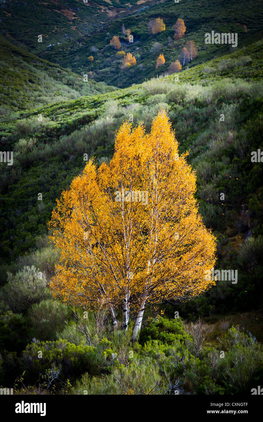 Downy birch (Betula pubescens Stock Photo - Alamy