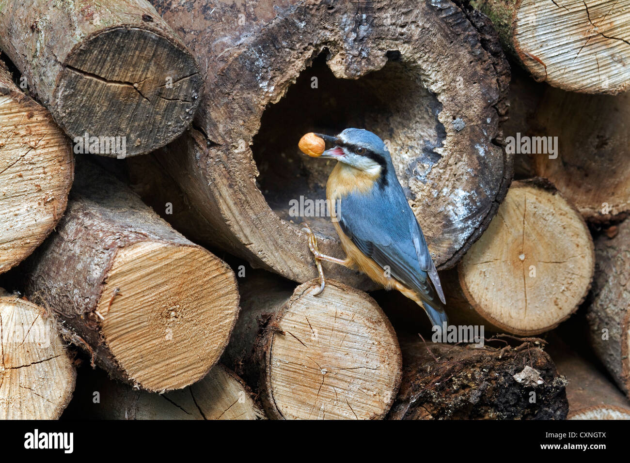 Eurasian nuthatch (Sitta europaea) foraging in hollow tree trunk in ...