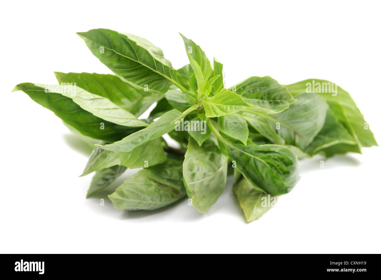 Sweet basils Cut Out Stock Images & Pictures - Alamy