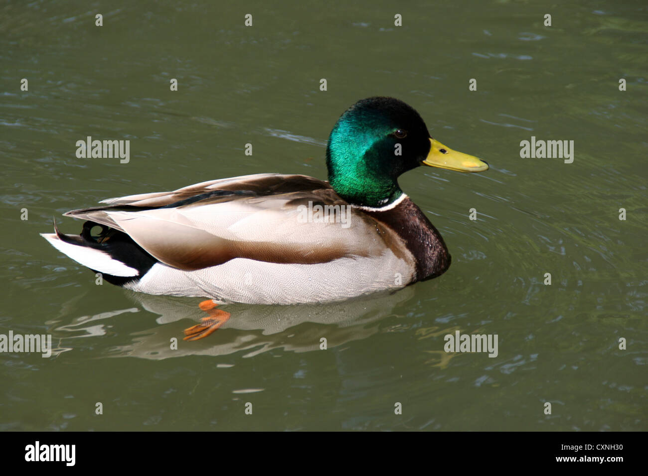 Leat hi-res stock photography and images - Alamy