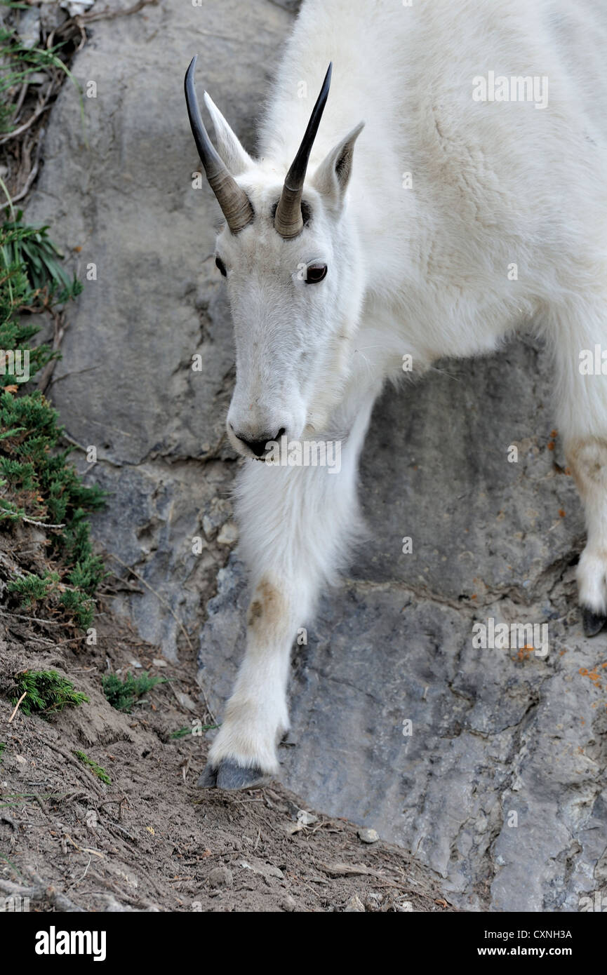 A mountain goat stepping off a steep rock mountain side Stock Photo - Alamy