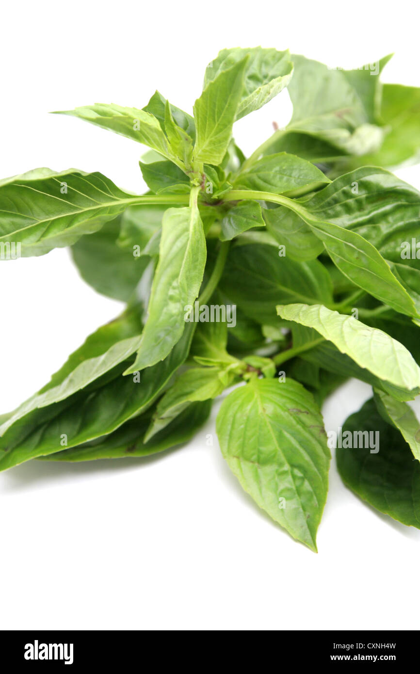 Sweet basils hi-res stock photography and images - Alamy