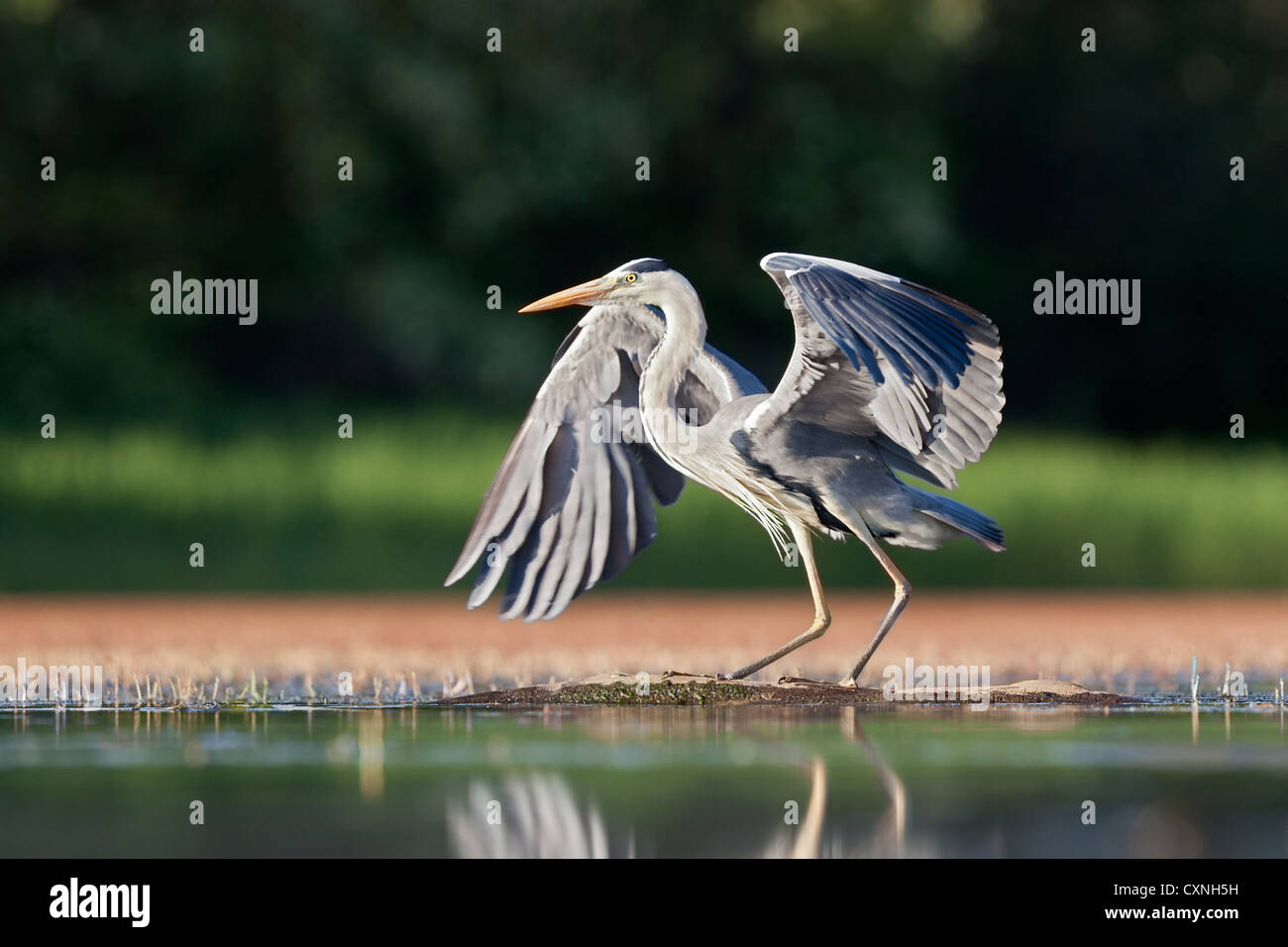 Heron on the wings hi-res stock photography and images - Alamy