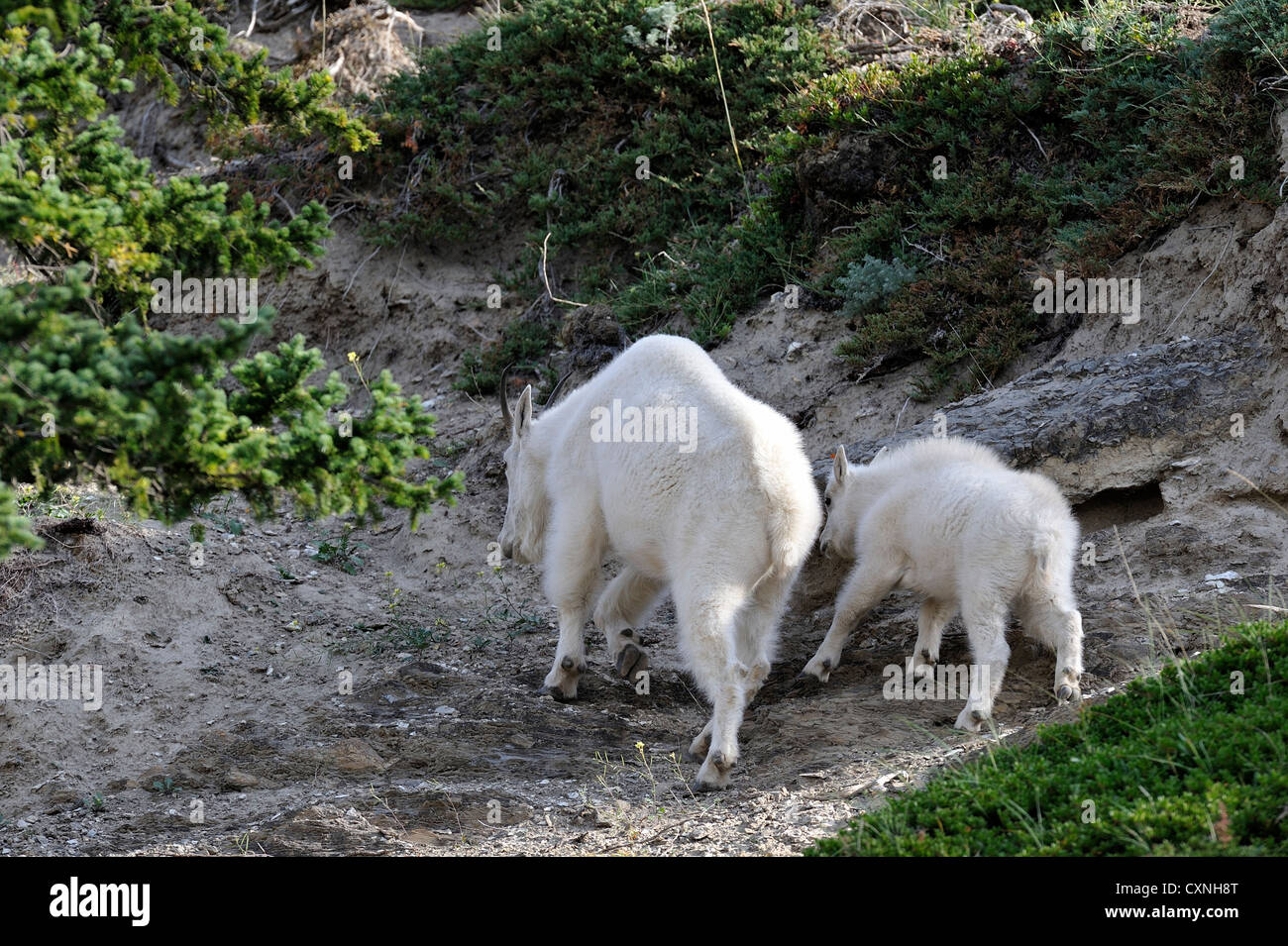 A mother mountain goat with her baby climbing a steep trail along a ...