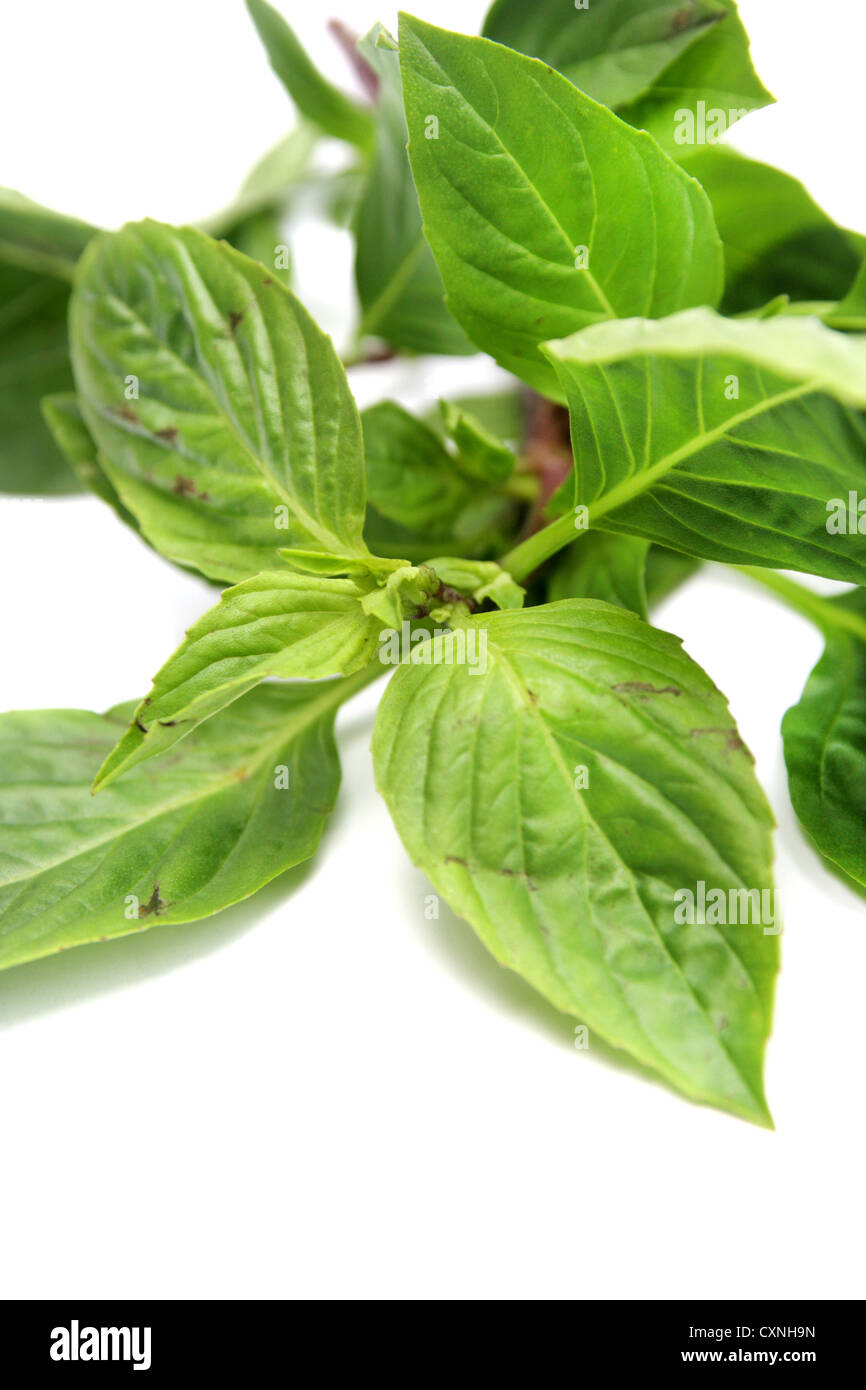 Sweet basils hi-res stock photography and images - Alamy