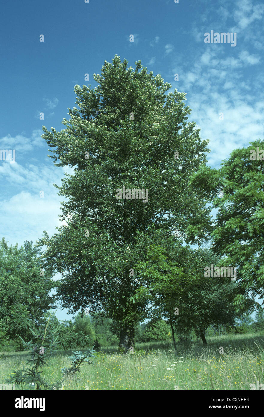 Western Balsam-poplar Populus trichocarpa (Salicaceae Stock Photo - Alamy
