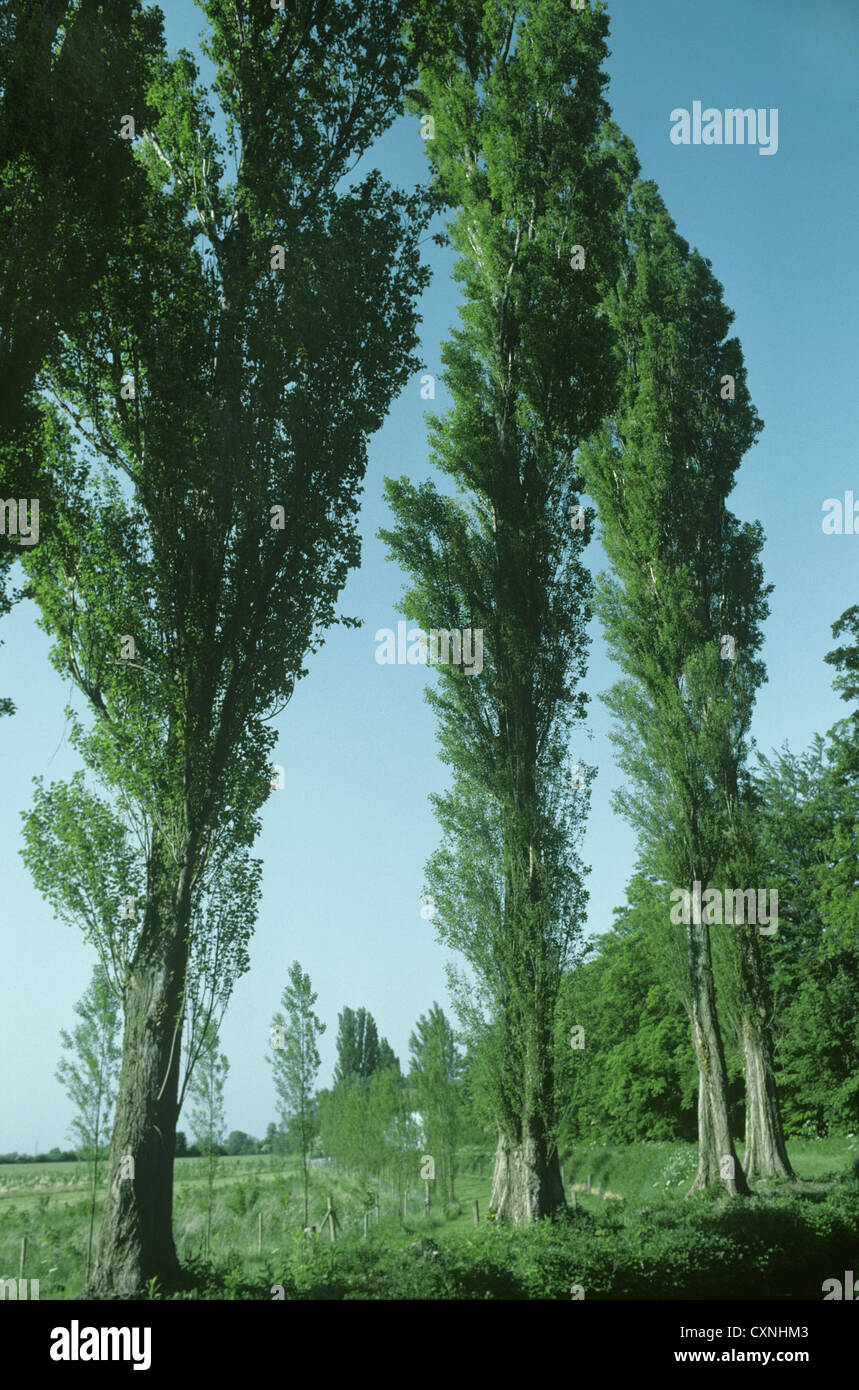 Lombardy poplar trees populus nigra hi-res stock photography and images ...