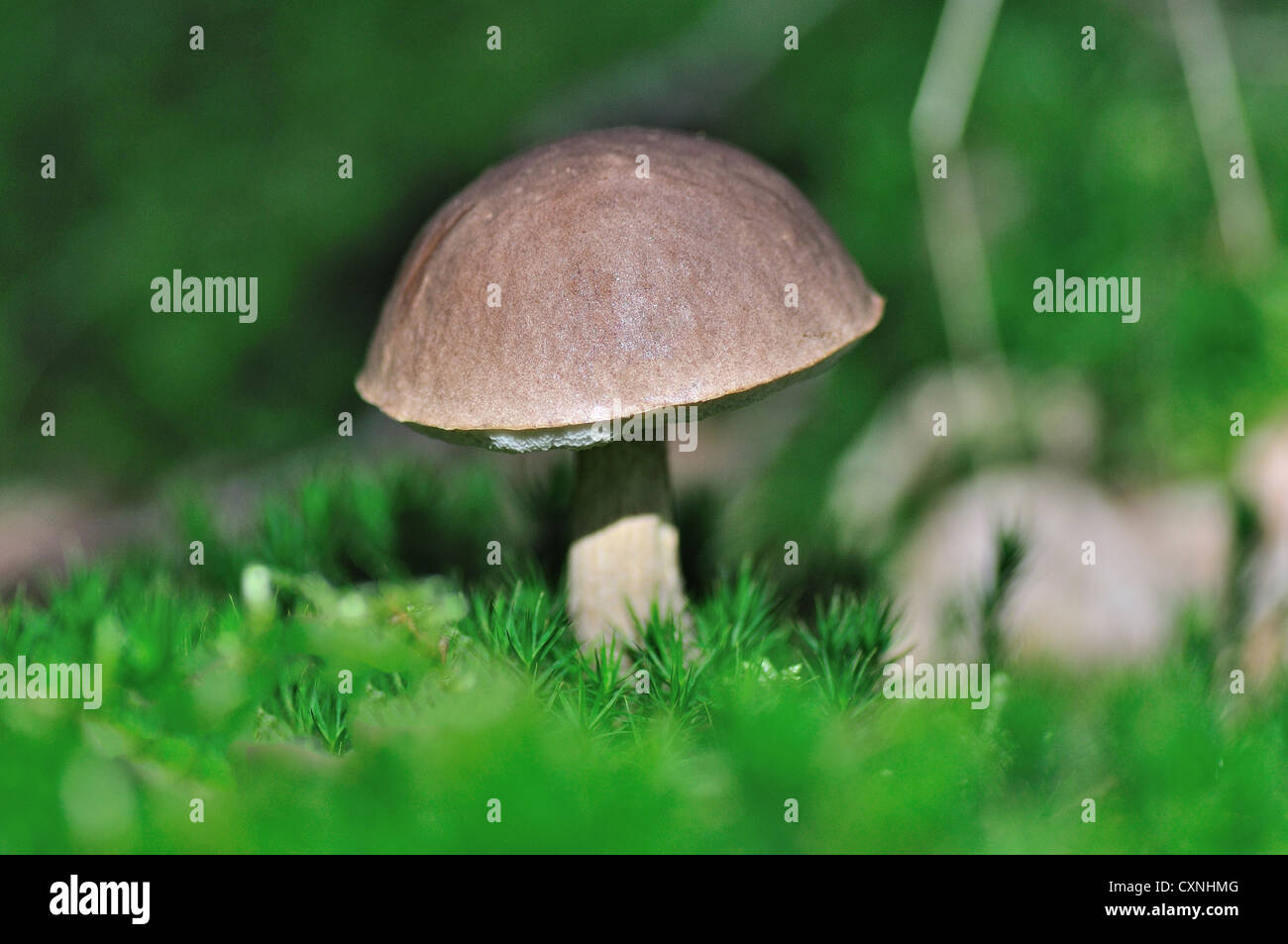Season mushroom hi-res stock photography and images - Alamy