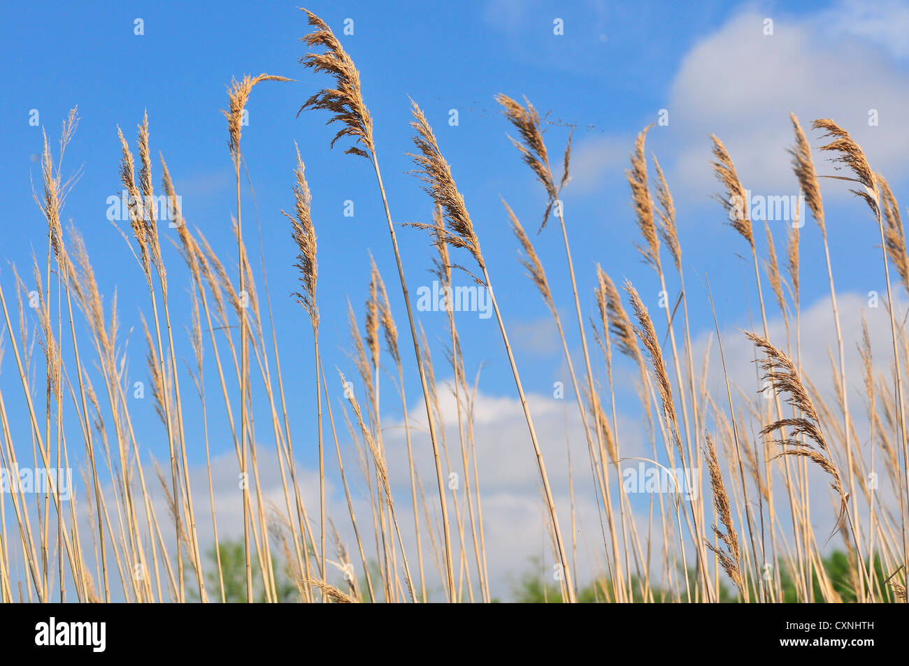Dramatic low angle of the reed beds in the marshes of the Marais du ...