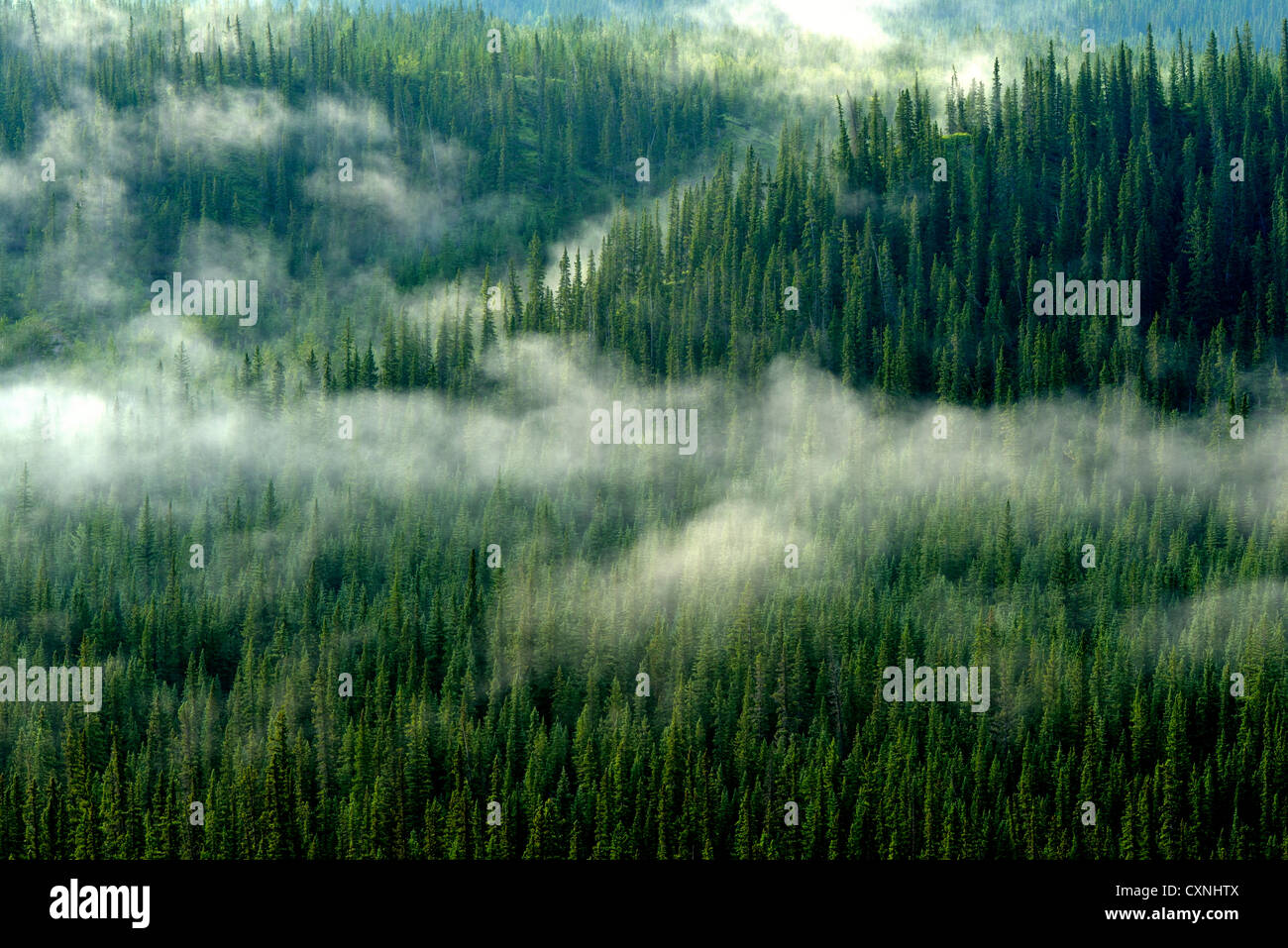 Trees shrouded in mist and fog Stock Photo - Alamy