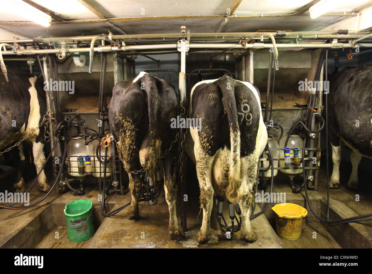 Cows being Milked on a small farm in Cheshire Stock Photo - Alamy