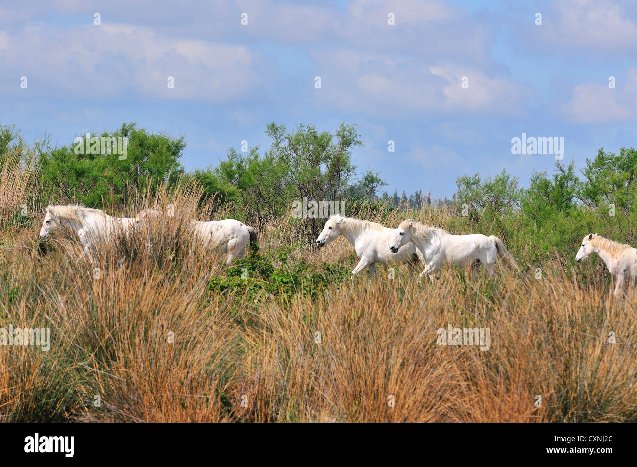 Parc regional de camargue hi-res stock photography and images - Alamy