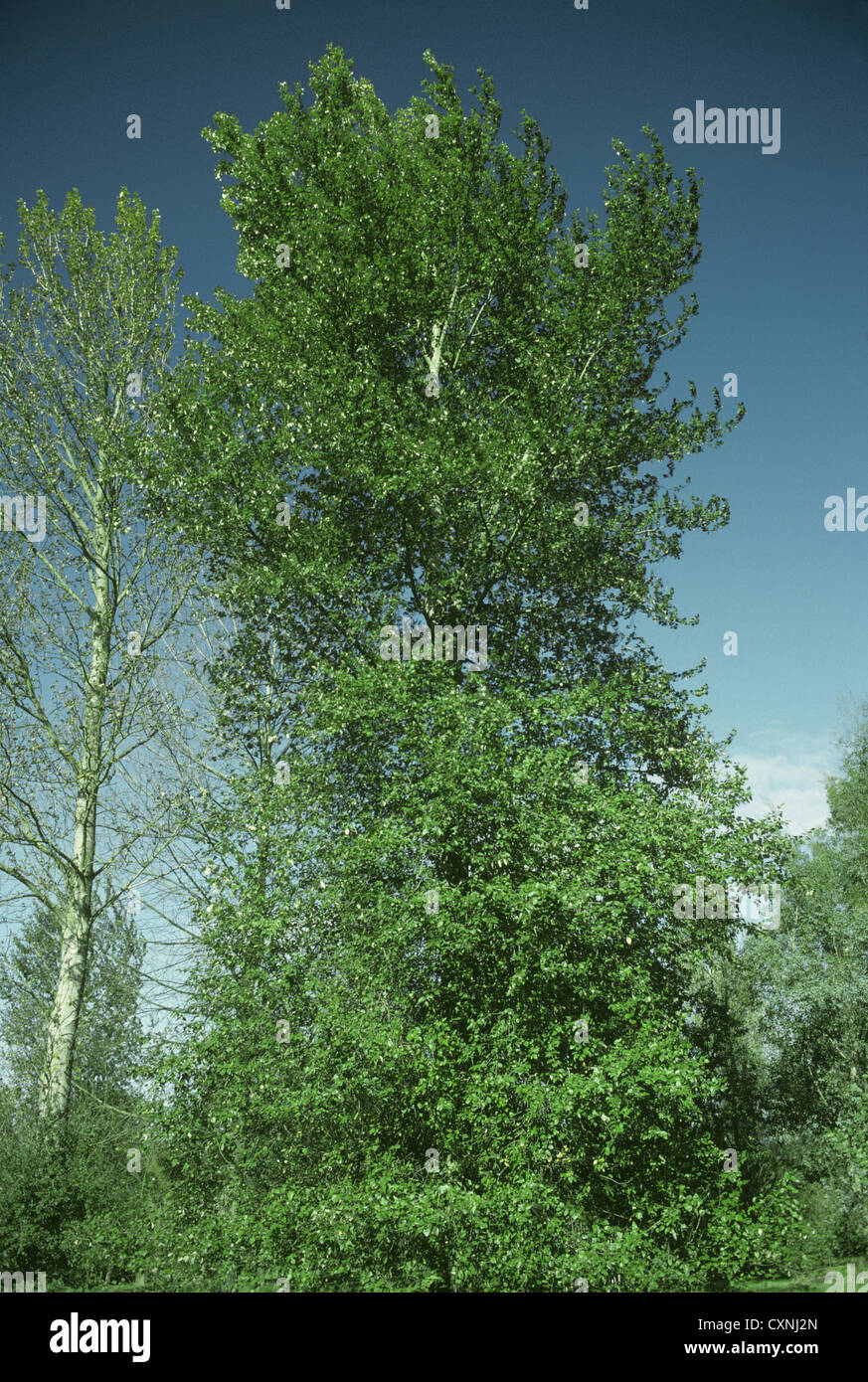 Populus trichocarpa hi-res stock photography and images - Alamy