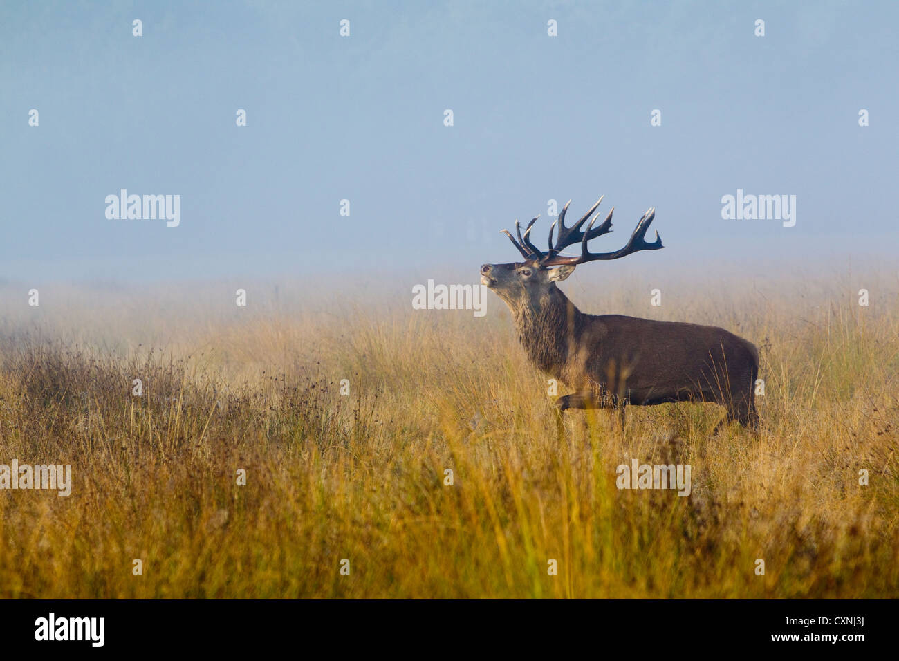 Red stag in mist hi-res stock photography and images - Alamy