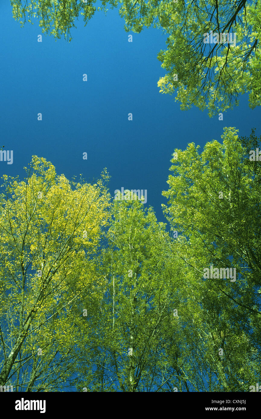 Western Balsam Poplar High Resolution Stock Photography and Images - Alamy