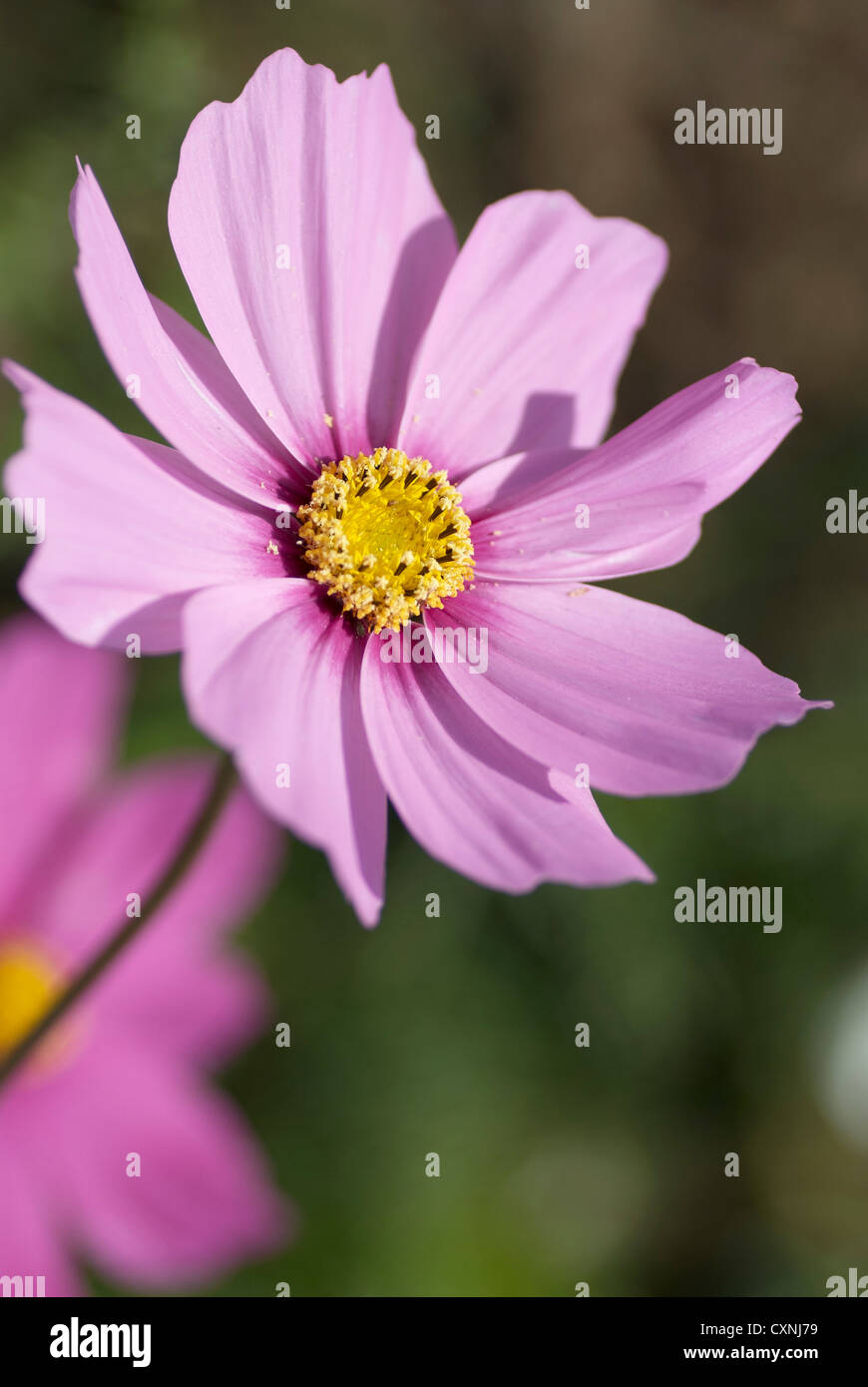 Purple Cosmo Flower with out of focus green background Stock Photo - Alamy