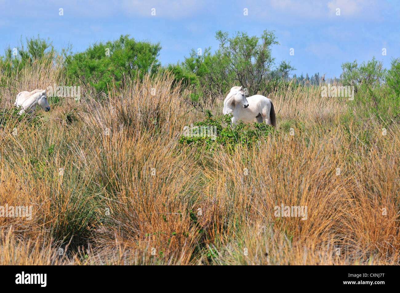 Two Camargue white wild horses standing in marsh land near Saintes ...