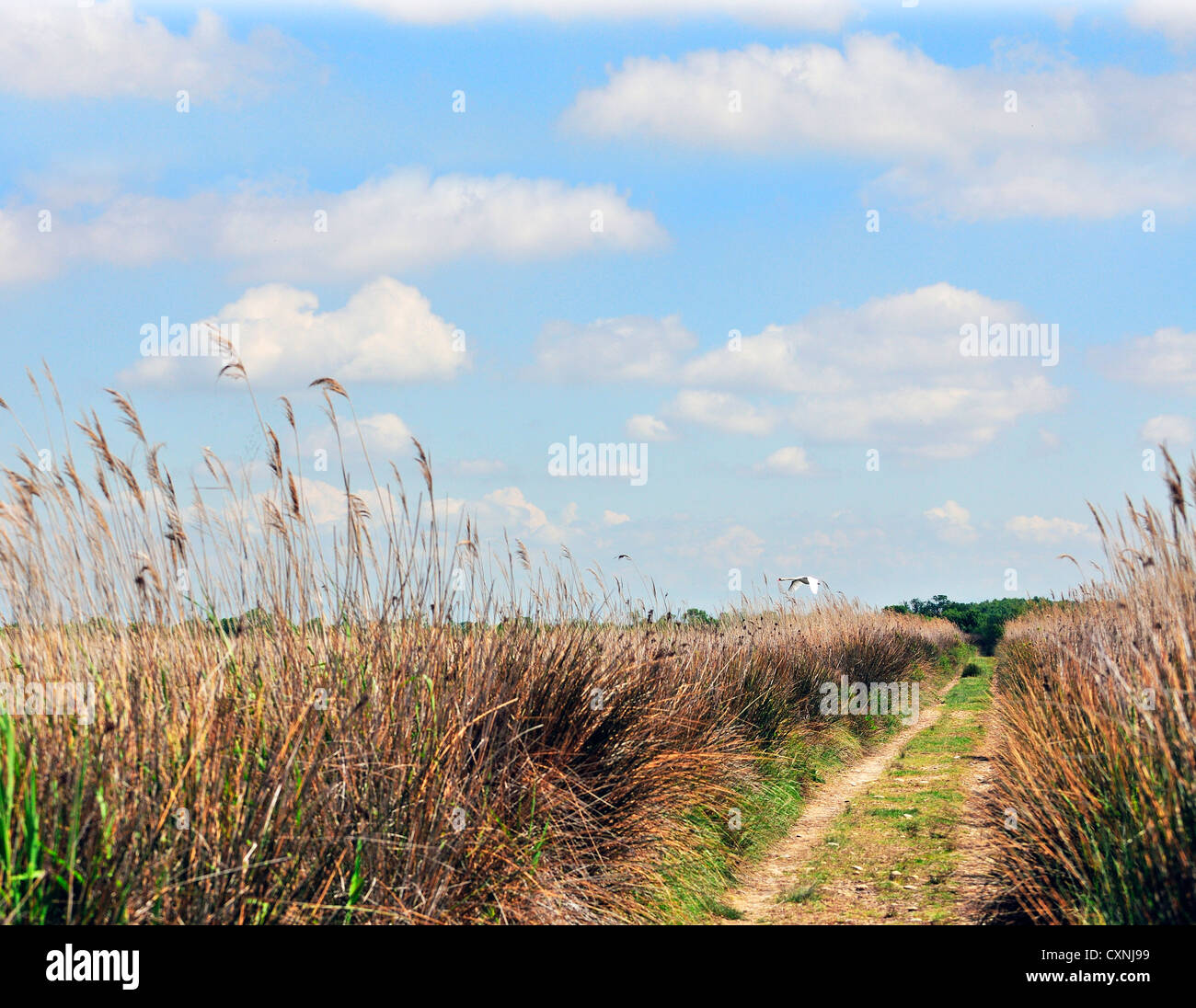 Flying across the reed beds hi-res stock photography and images - Alamy