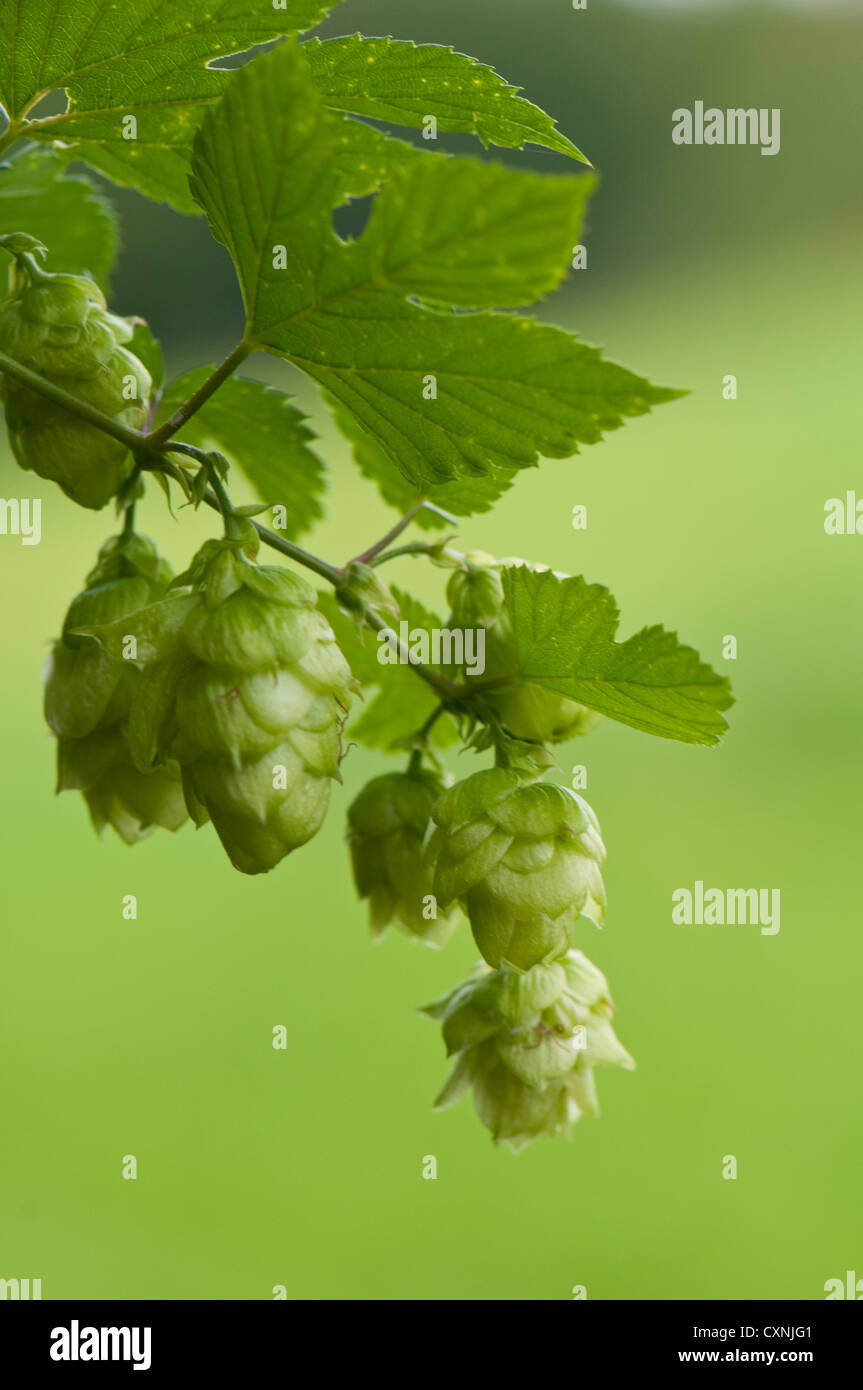 Hop umbel hi-res stock photography and images - Alamy