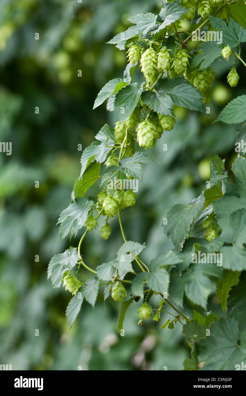 Real hops hi-res stock photography and images - Alamy