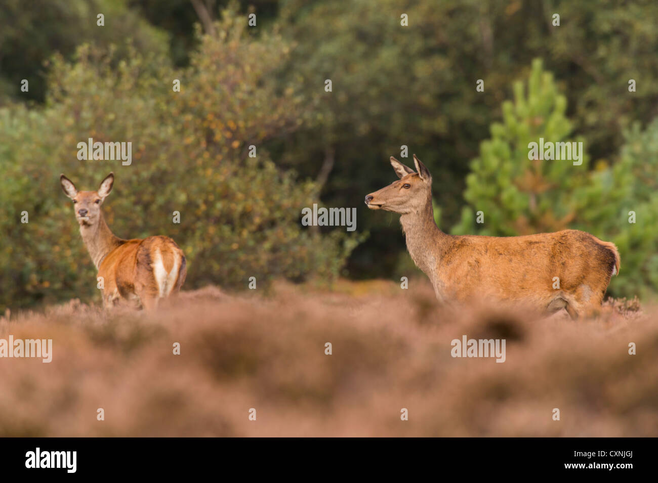 Red hind hi-res stock photography and images - Alamy