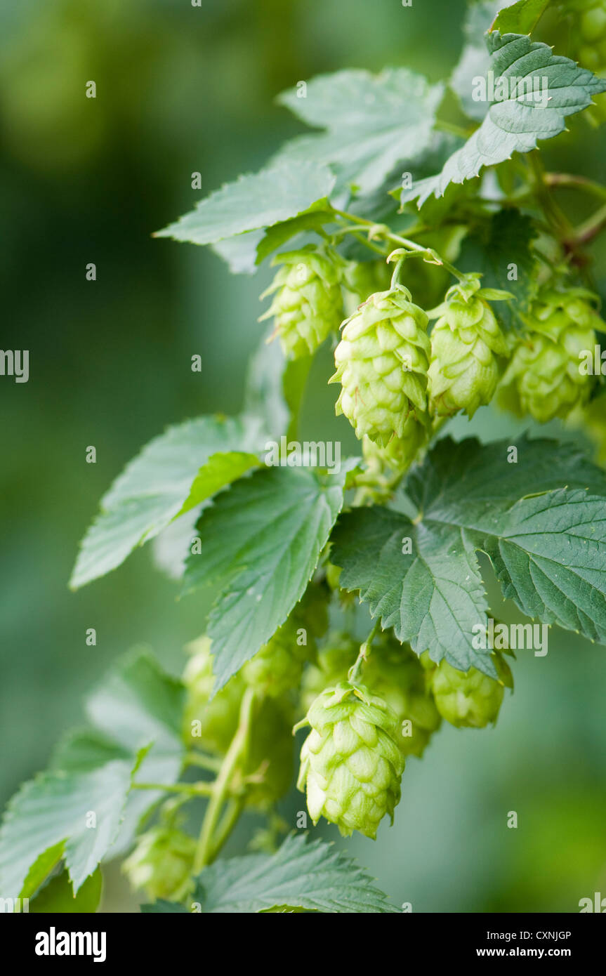 Real hops hi-res stock photography and images - Alamy