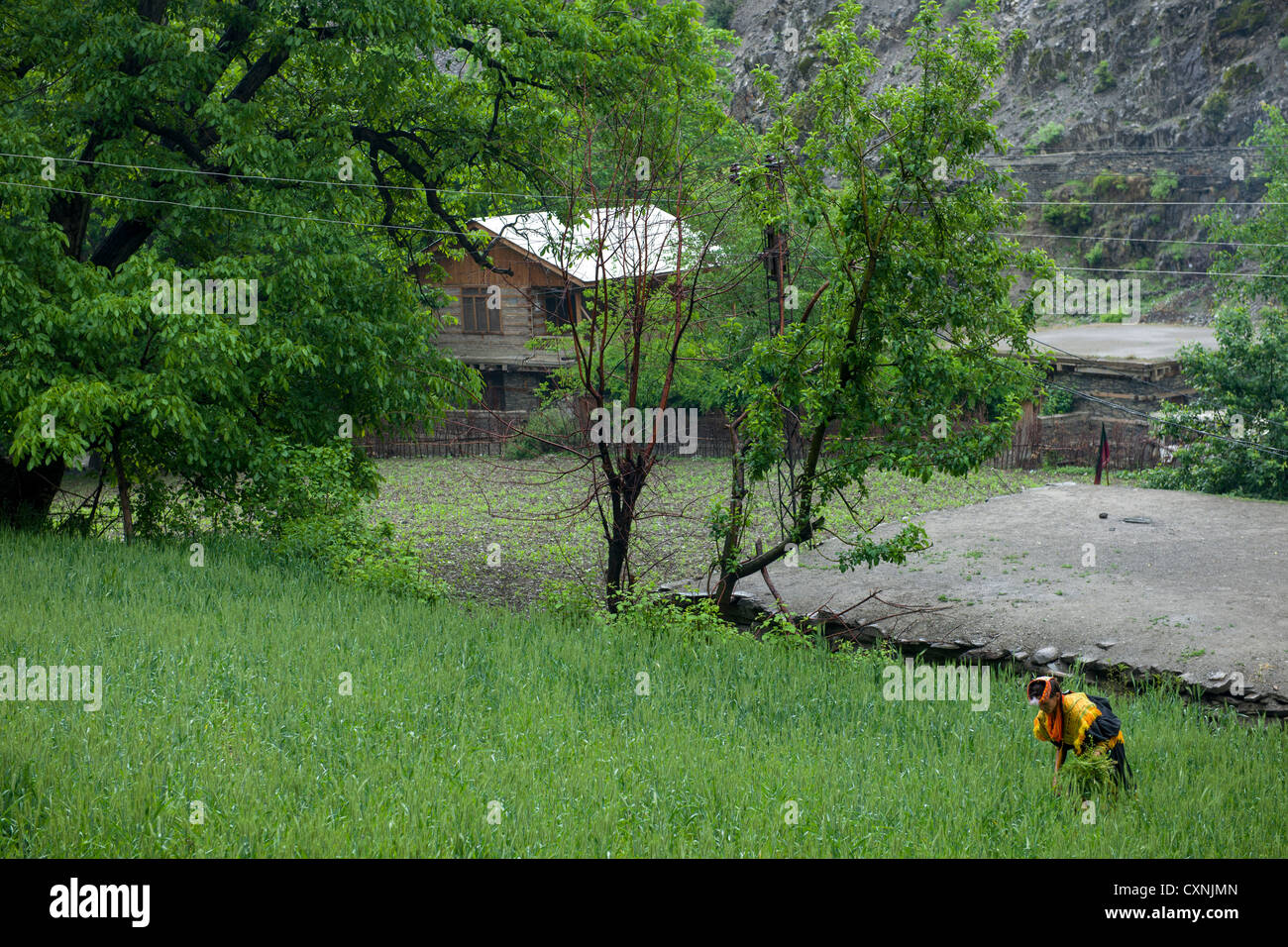 Kalash woman working in the field, Balanguru, Rumbur Valley, Chitral ...