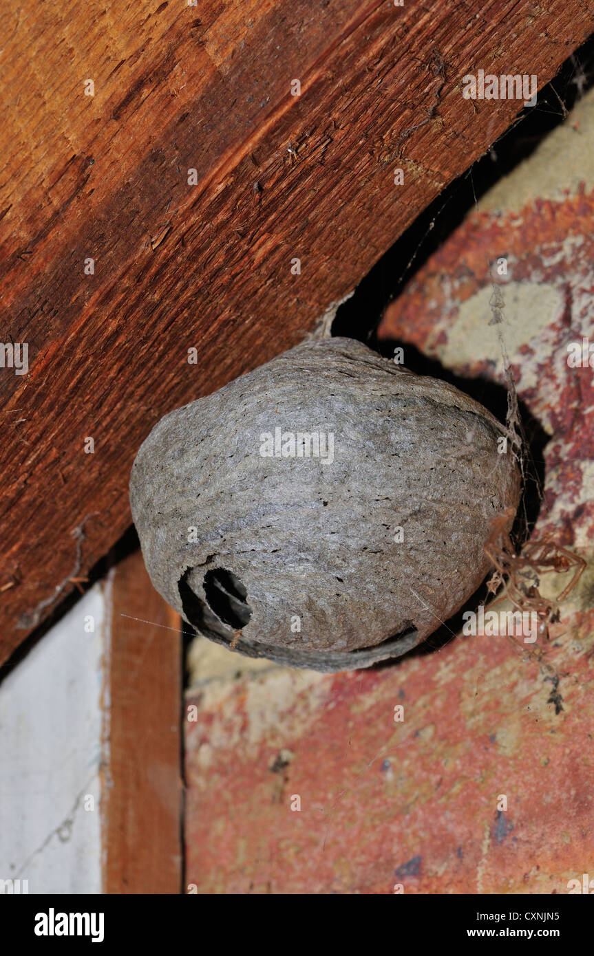 Nest in the attic hi-res stock photography and images - Alamy