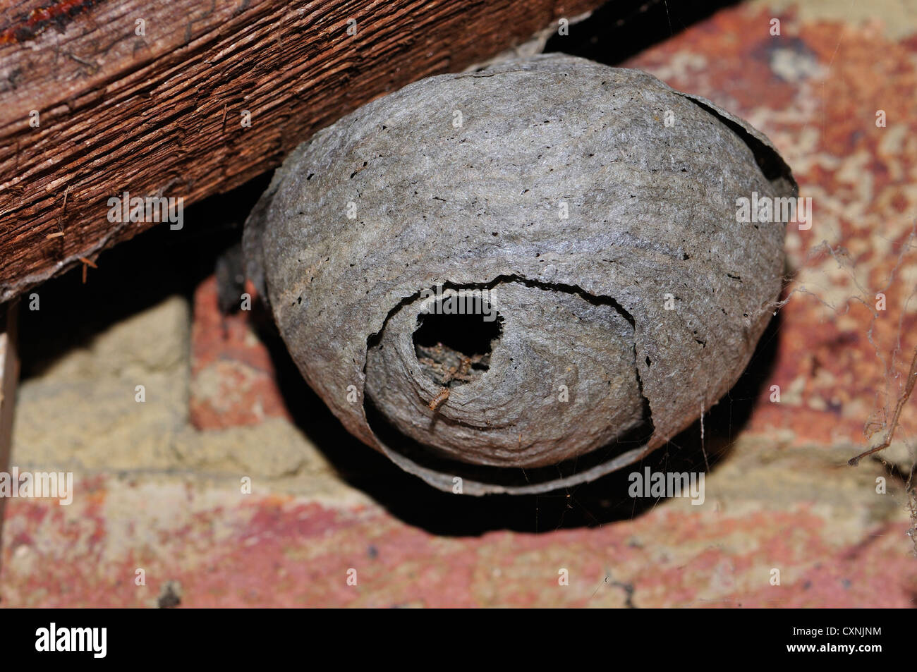 Nest of the Common Wasp (Vespula vulgaris) in the attic of a house ...