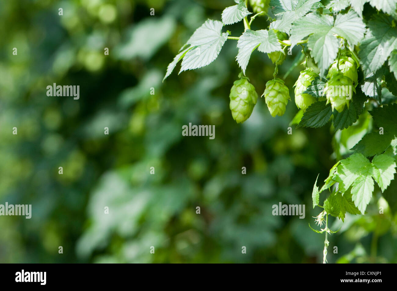 Real hops hi-res stock photography and images - Alamy