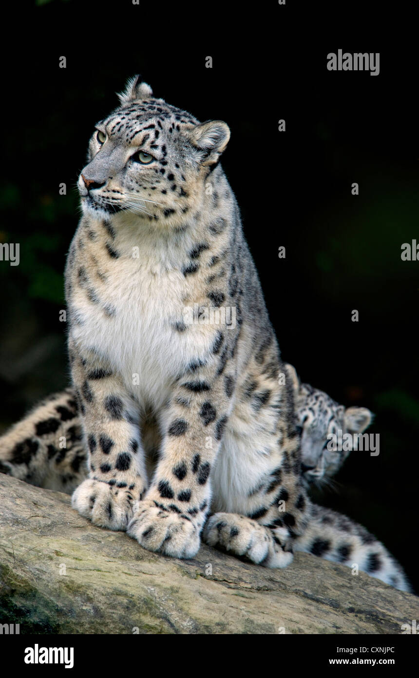 Snow Leopard, Uncia uncia, Panthera uncia, Asia Stock Photo - Alamy